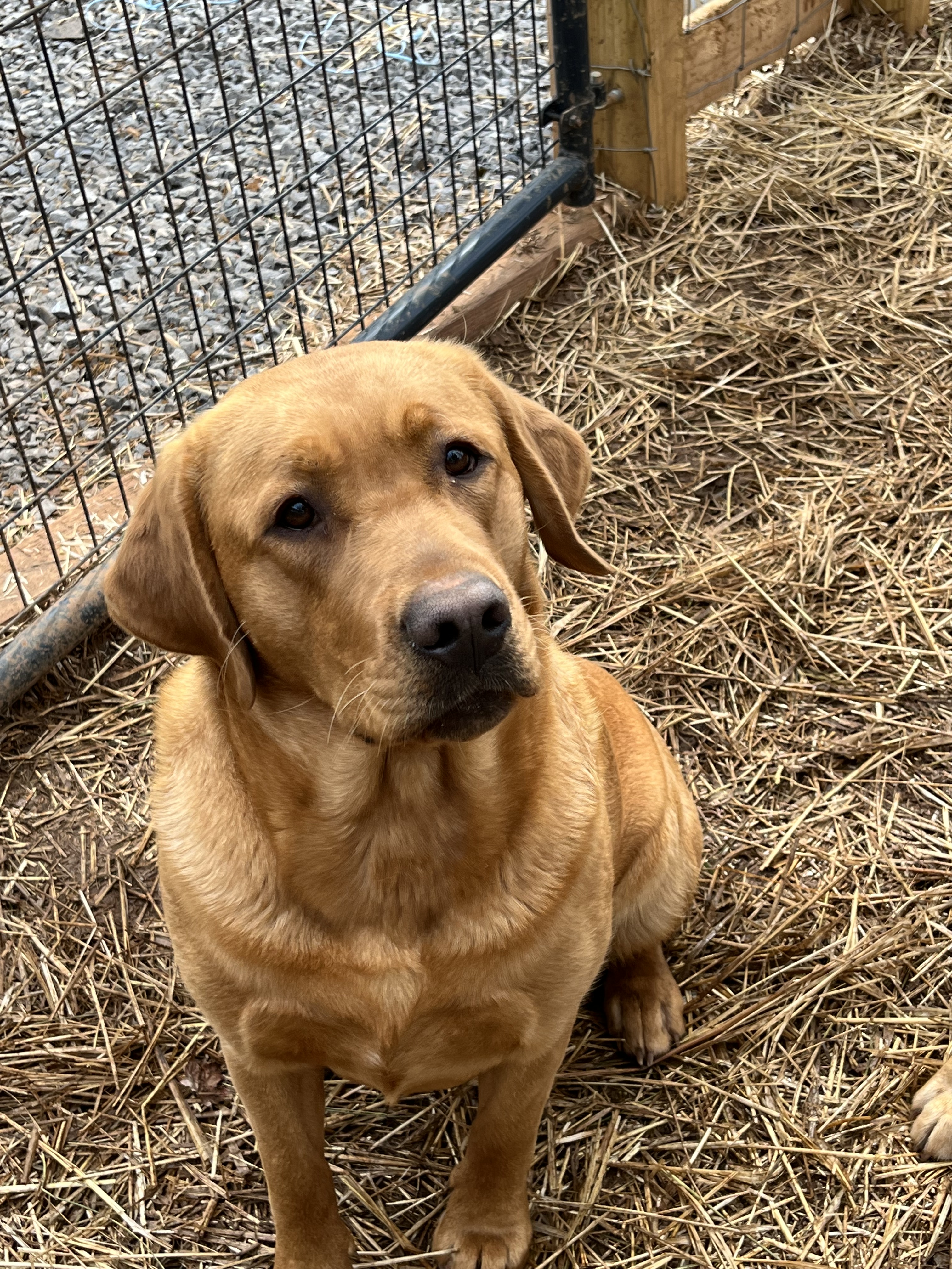 Our Dogs – Red Fern Labradors